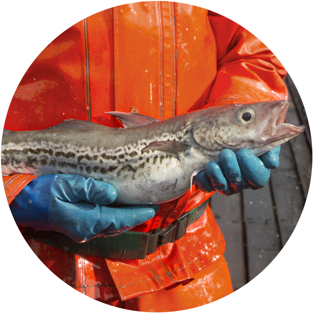 Products • Trident Seafood Europe B.V.